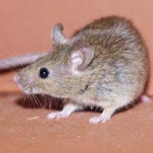 Meisje vindt dode muis in Ahold-chips